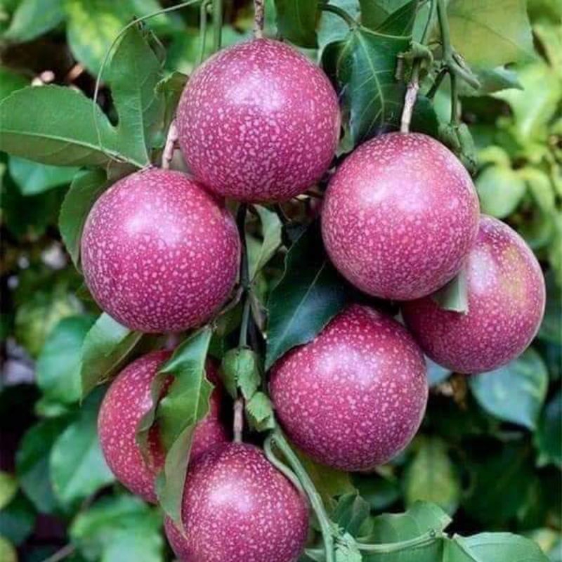 markisa ungu merah anak Pokok | Shopee Malaysia
