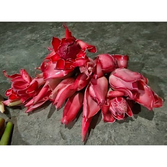 Biji Benih Bunga Kantan Merah | 50 Biji | Shopee Malaysia