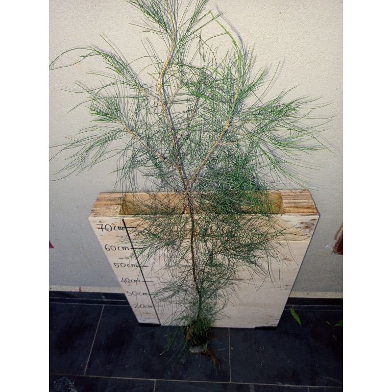Pokok Rhu Pantai / Cemara / Casuarina equisetifolia | Shopee Malaysia