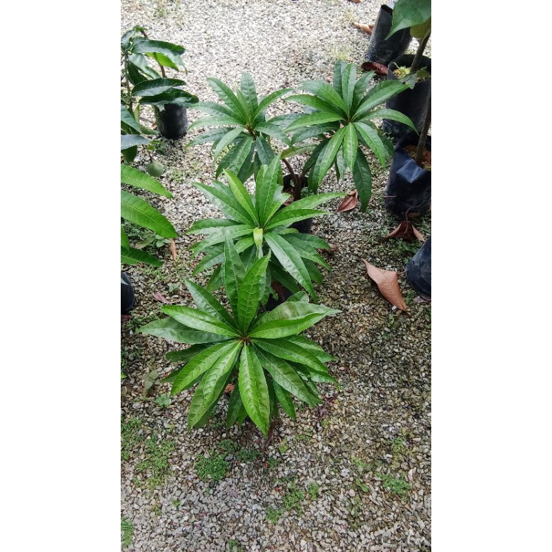 pokok seralat atau mentega | Shopee Malaysia