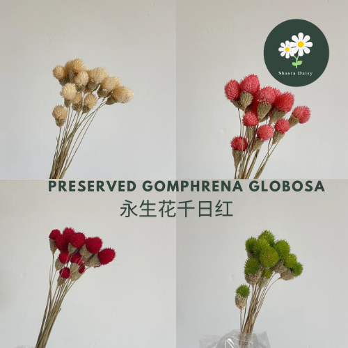 Preserved Gomphrena Globosa Dried Flower Bunga Butang Kering Sejambak ...