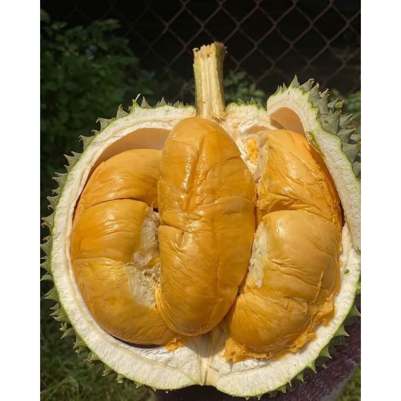 Pokok Durian Blackthorn ( Duri itam) . | Shopee Malaysia