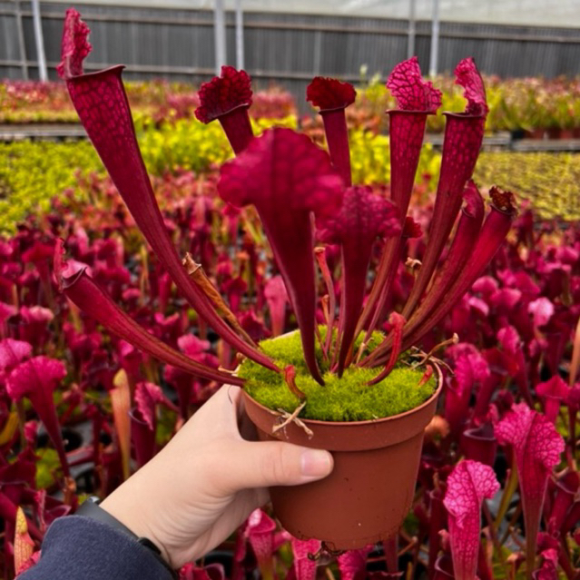 Plantsman | Sarracenia Juthatip Sober | Shopee Malaysia