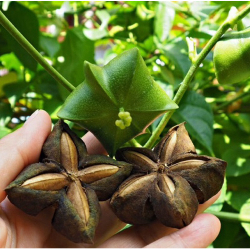 Biji Benih Sacha Inchi ORIGINAL TERBAIK (20 Biji) | Shopee Malaysia