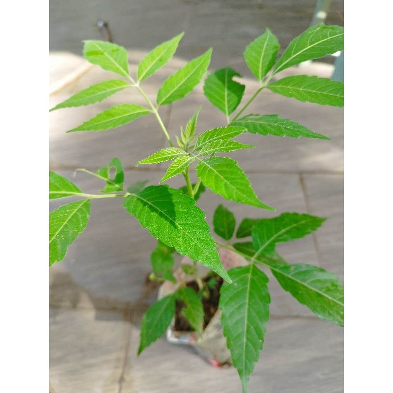Anak pokok melada pahit / lada pahit | Shopee Malaysia