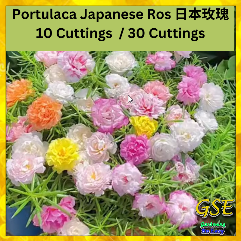 【Real Plant / Live Plant Cutting / Pokok Hidup】Randomly Pick Portulaca ...