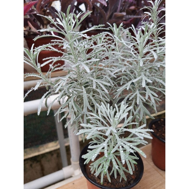 GES life plant CROSSOSTEPHIUM || CHINESE WORMWOOD || 雪芙蓉菊 | Shopee Malaysia