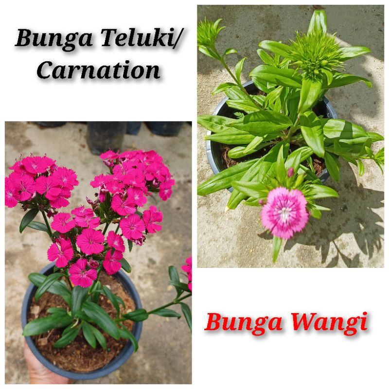 Pokok Bunga Carnation/Teluki Kampung Bunga Wangi | Shopee Malaysia