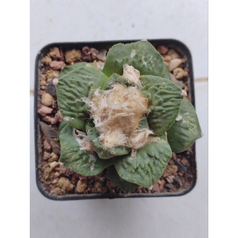 Big Ariocarpus Retusus hybrid 多肉植物-超美大岩牡丹杂 | Shopee Malaysia