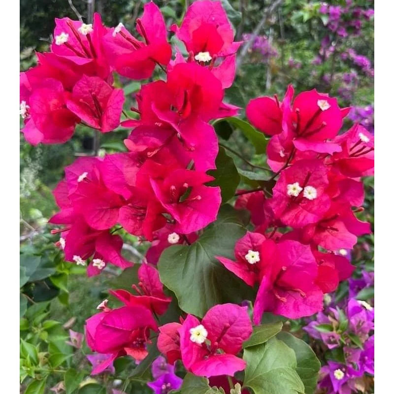 Anak Pokok Bunga Kertas Bougainvillea Duck Feet/Gayen/Red Giant ...