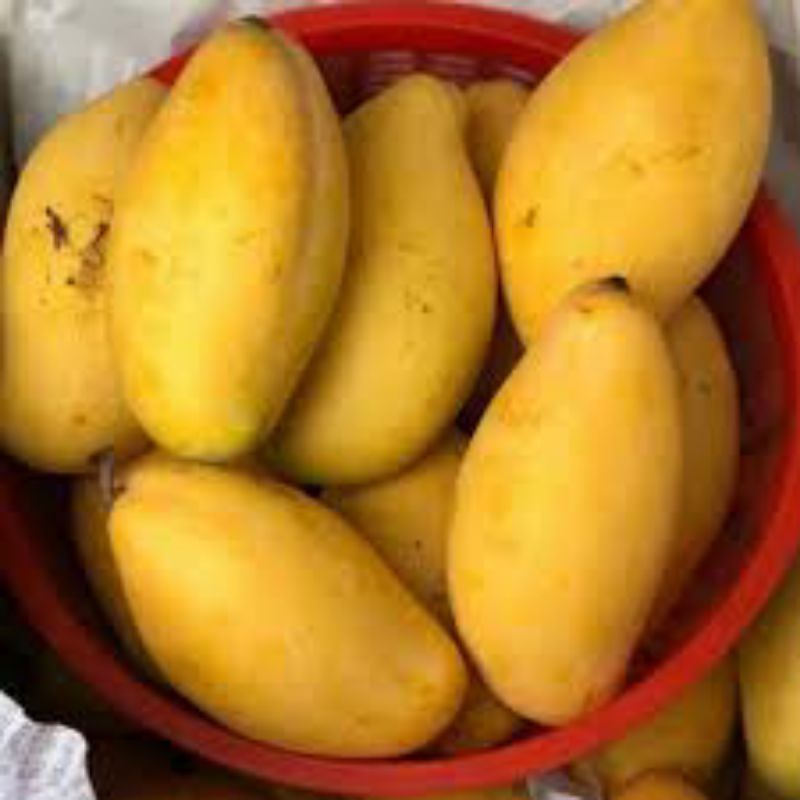 Mangga Susu Gold 3KG | Shopee Malaysia