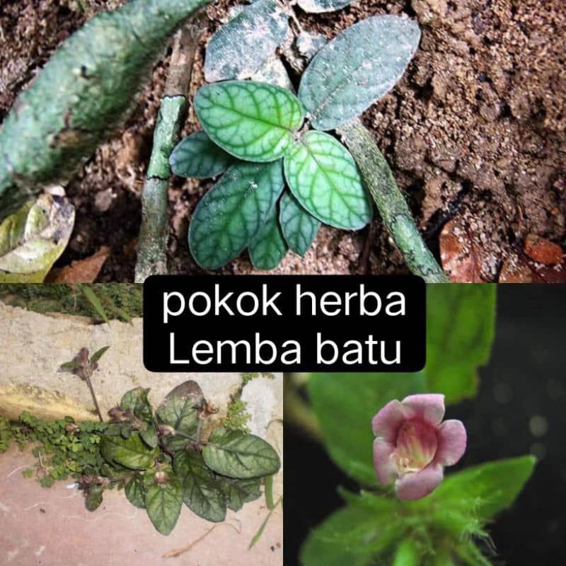 pokok Lemba. batu pokok herba | Shopee Malaysia