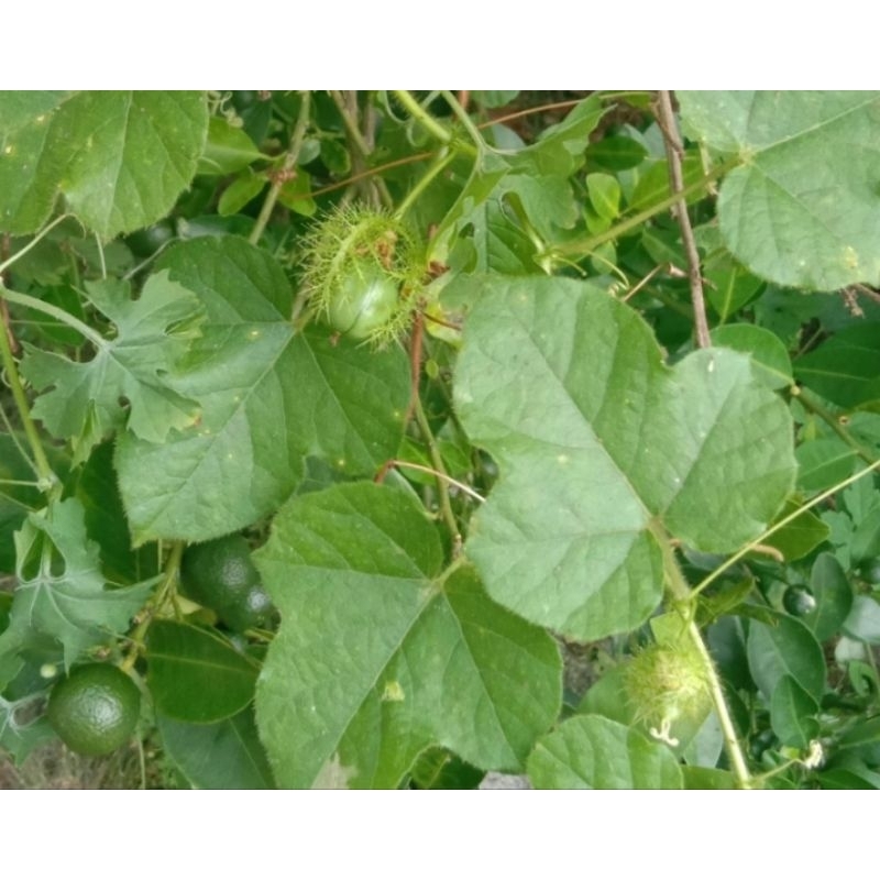 Pokok ulat bulu dalam polibeg | Shopee Malaysia