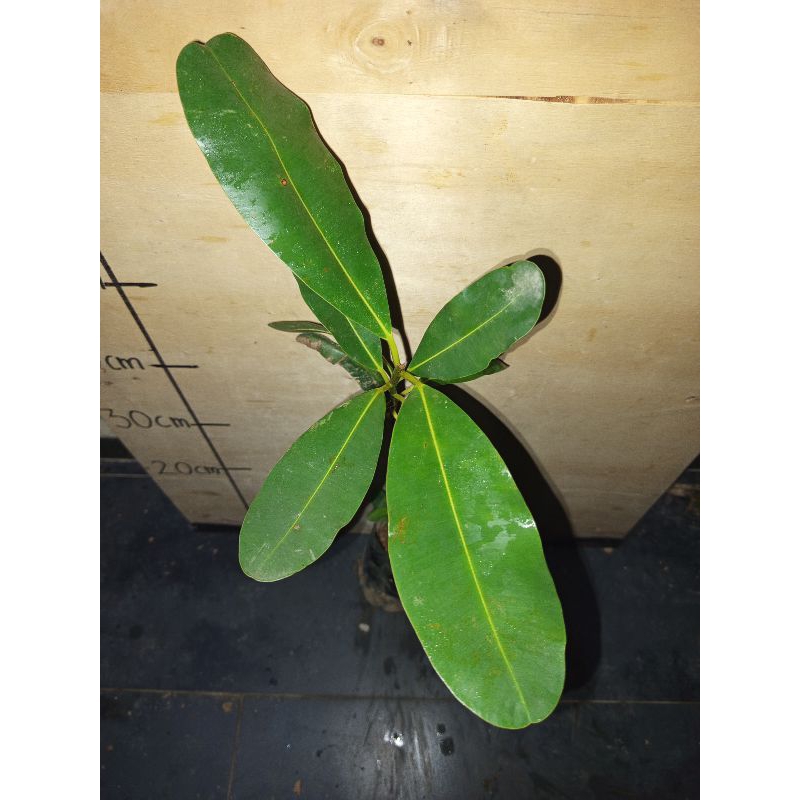 Pokok Penaga Laut / Bintangor Laut / Calophyllum inophyllum | Shopee ...