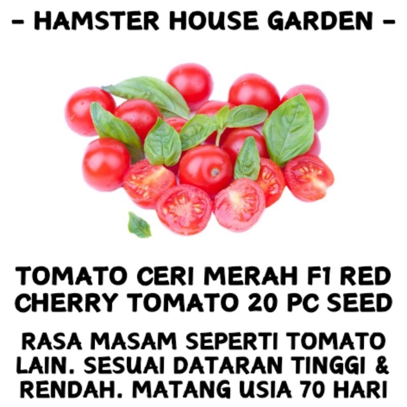 HSK [20pc] TOMATO CERI | F1 HIBRID CHERRY TOMATO THAILAND | BIJI BENIH ...