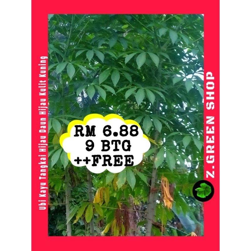 Pokok Ubi Kayu Kuning Keratan | Shopee Malaysia