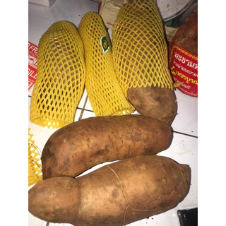 ubi yacon Malaysia, Best Deals December 2025 | Shopee Malaysia