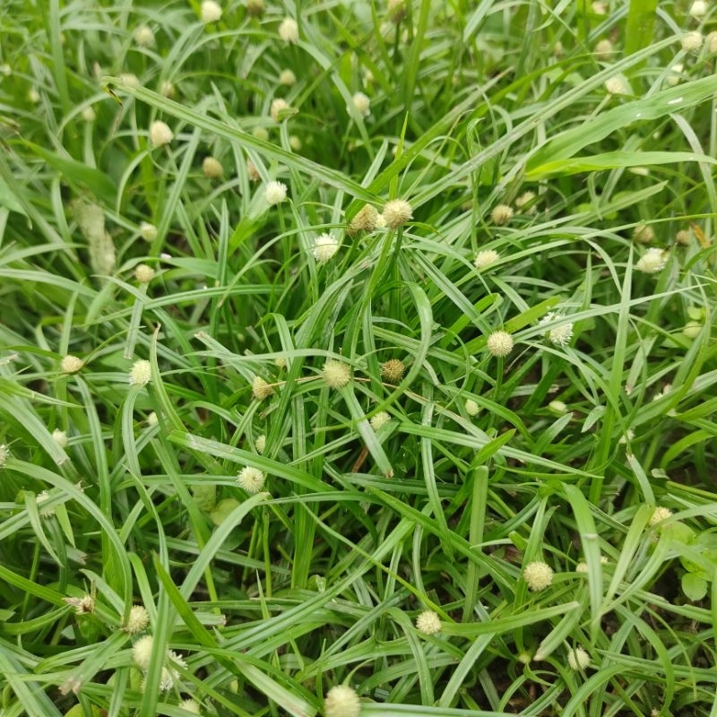Rumput Kucing Untuk Rawatan Kucing Sakit / Rumput Helikopter / Rumput ...