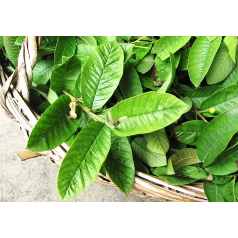 DAUN JAMBU BATU SEGAR | Shopee Malaysia
