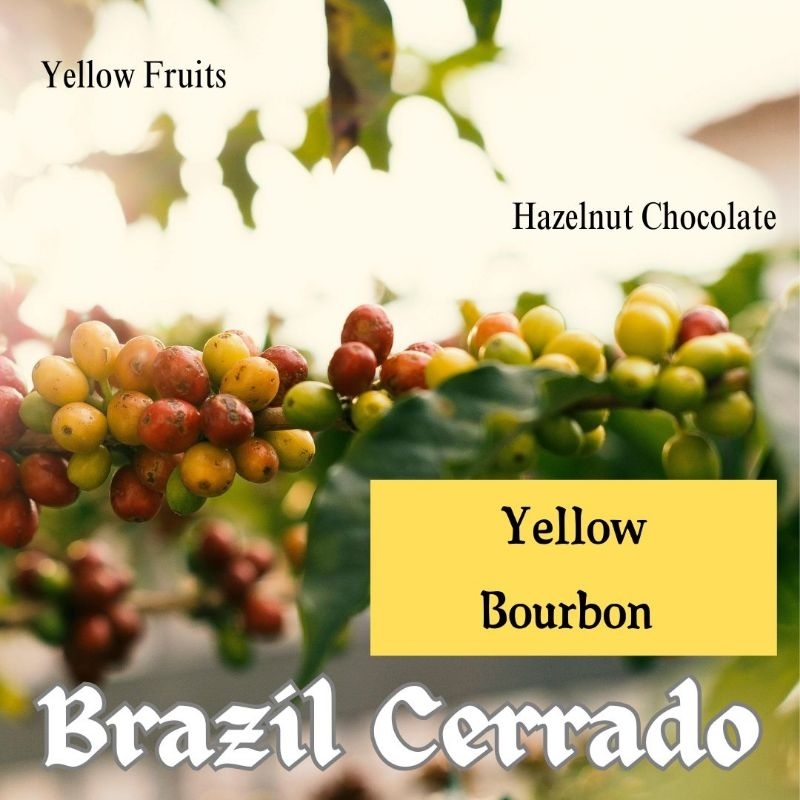 Richman Coffee Roastery | Brazil Cerrado Yellow Bourbon | Espresso | Medium Roast | Shopee Malaysia