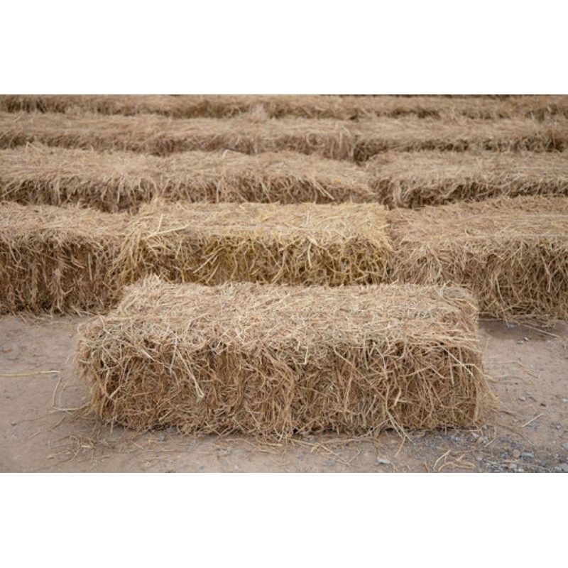 Jerami Padi / rice straw / hay straw / dried hay / decoration hay ...