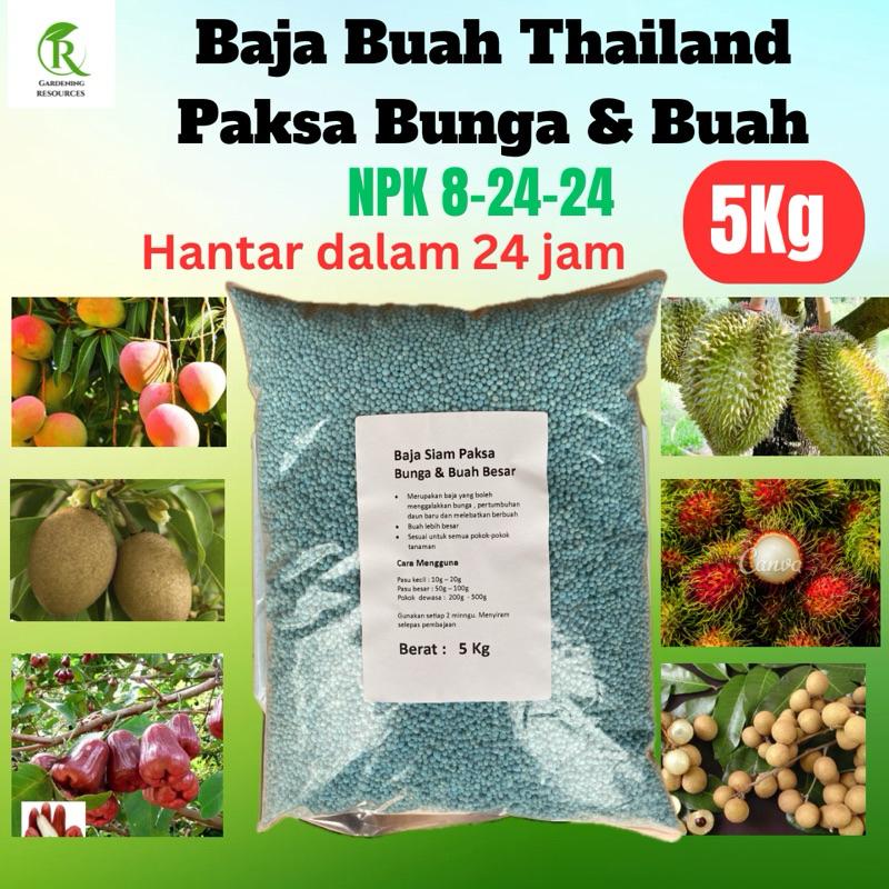 Garsoni Baja Buah Siam Paksa Buah & Bunga (Repacking) Fruiting ...