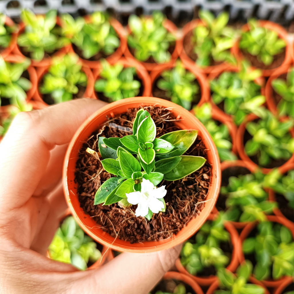 LUSHECO-Serrisa Varigated With Pot 55mm/Small Plant | Shopee Malaysia