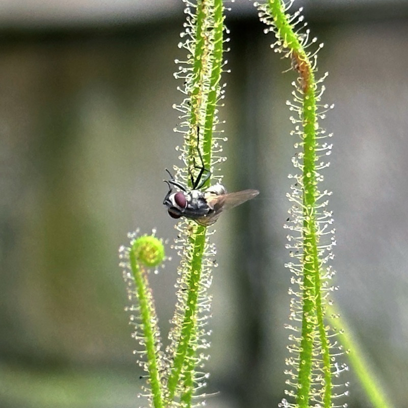 Drosera Tracyi Sundew Live Plant Carnivorous plants茅膏菜 植物 | Shopee Malaysia