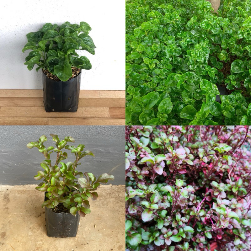 Pokok Bayam Brazil/ Brazillian Spinach/ Sambu Lettuce Dalam Polybeg ...