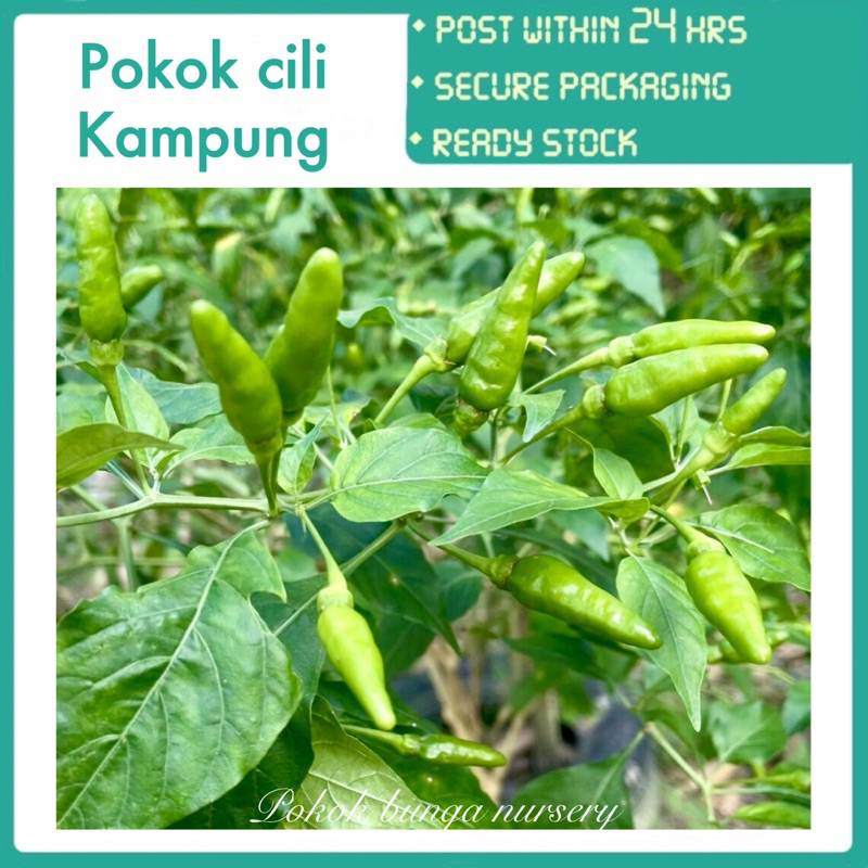 PBN - pokok cili kampung - chili plant jenis berbuah lebat Pokok bunga ...