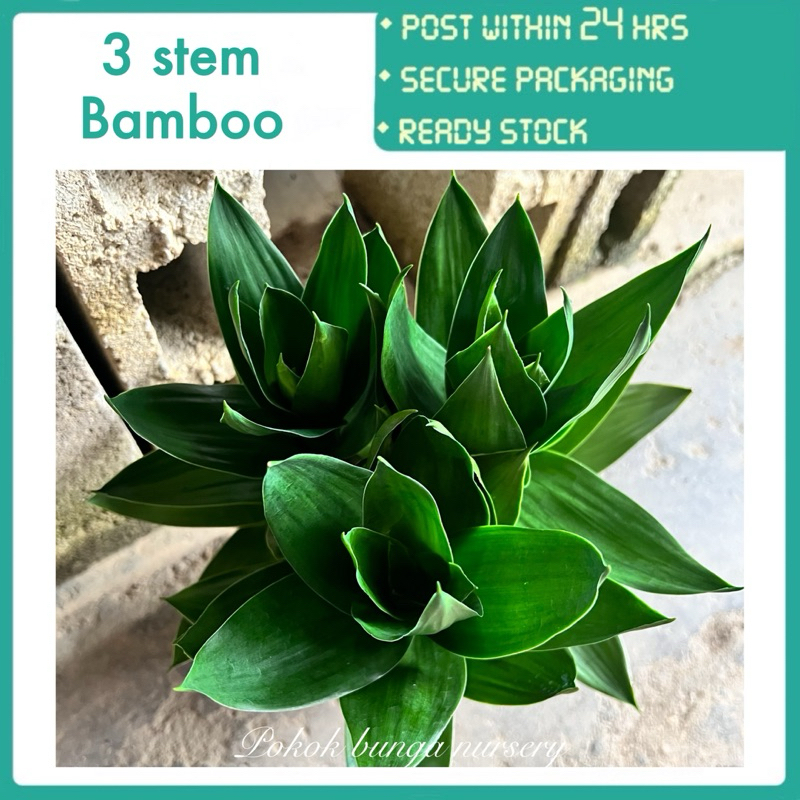 PBN - 3 stem bamboo curl pot - lucky lotus live real plant tumbuhan ...