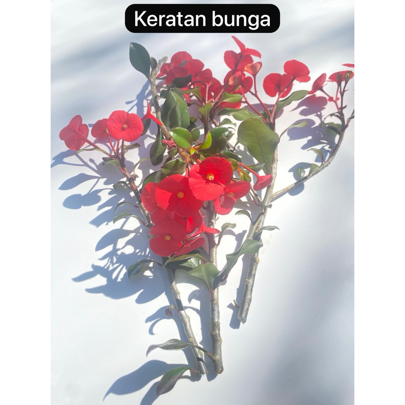 Keratan Bunga Mahkota Putri Merah Tidak berduri/Euphorbia Geroldii ...