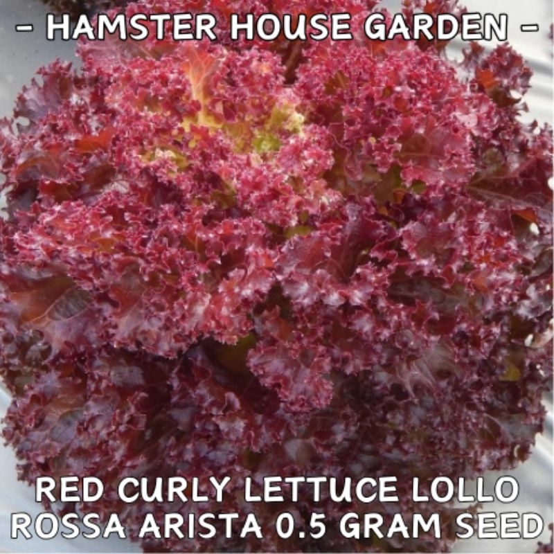 HSK [0.5gram] ARISTA RED CURLY LETTUCE SEED LOLLO ROSSA | LACTUCA ...