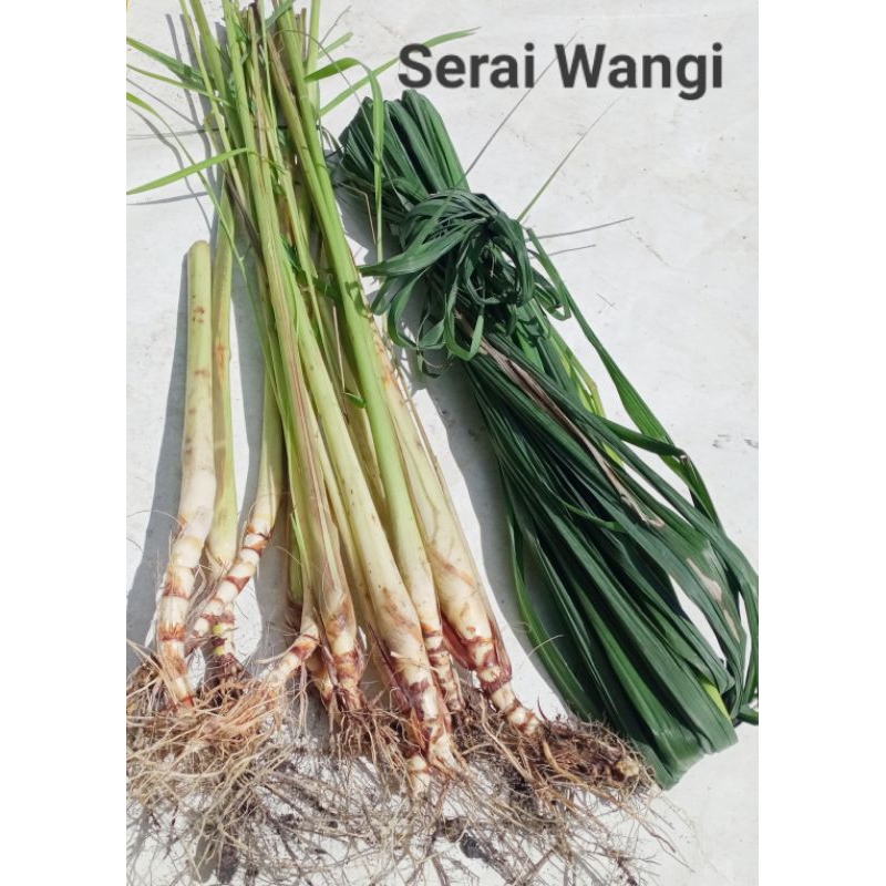 Benih serai wangi, serai kampung dan serai peha ayam 10 batang x 1 kaki ...