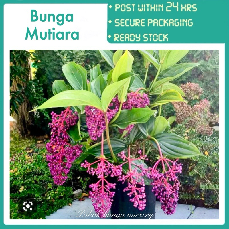 PBN - bunga mutiara - Medinilla myriantha pokok hiasan hidup flower ...