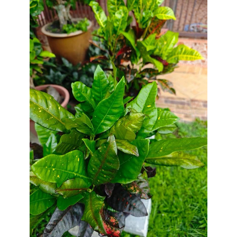 Pokok Puding TAPAK ITIK HITAM HIJAU / pokok dalam polybag | Shopee Malaysia