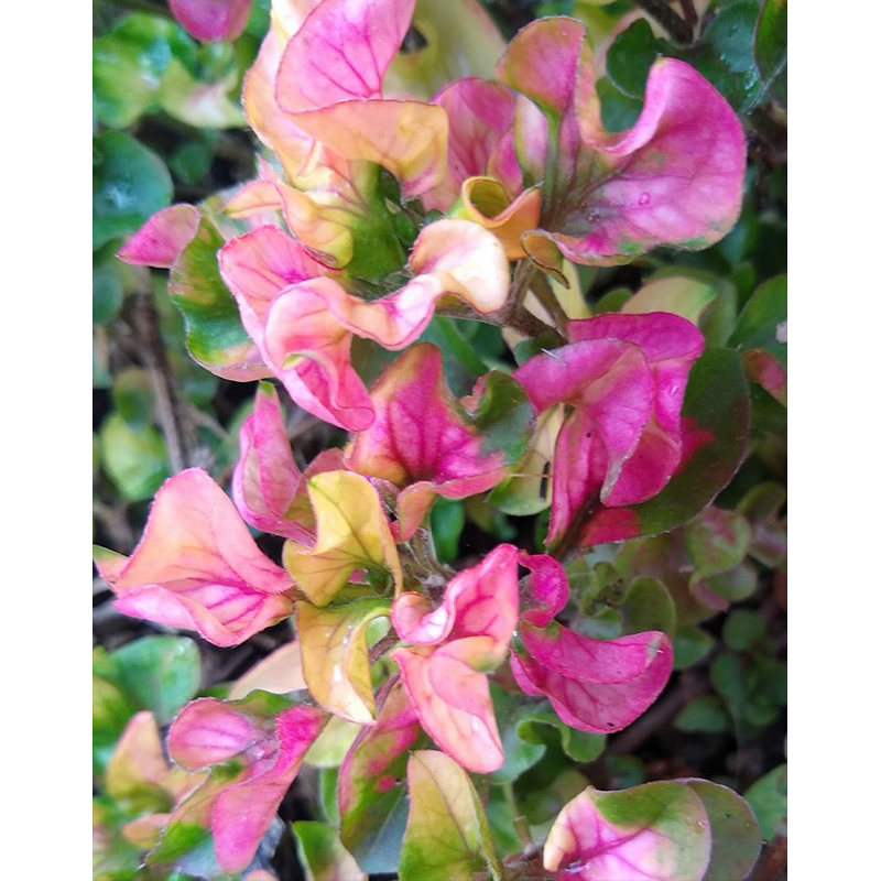 Pokok Alternanthera GREEN-PINK ficoidea / pokok dalam polybag | Shopee ...