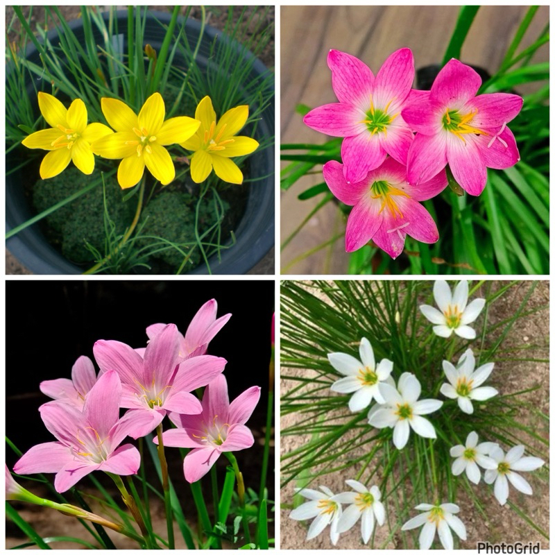 Pokok Bunga Rain Lily Zepyranthes / pokok dalam polybag | Shopee Malaysia