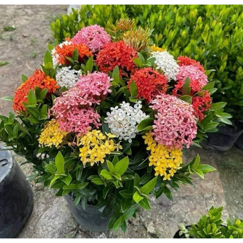 Pokok Bunga IXORA daun halus / pokok dalam pol | Shopee Malaysia