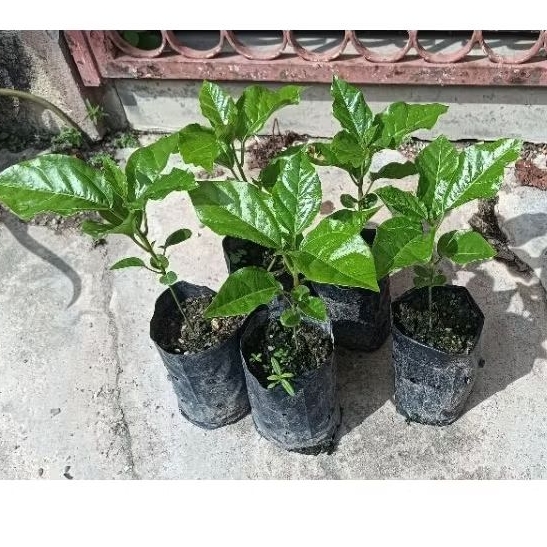 Anak Pokok Markisa Merah / Red Passion Fruits sapling / 白香果树苗 | Shopee ...