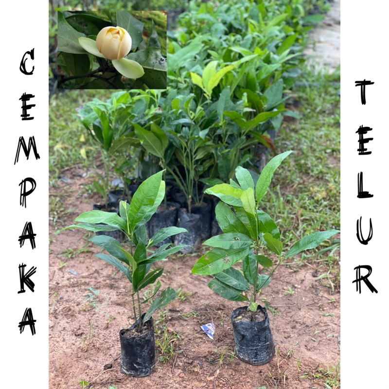Pokok Bunga cempaka telur (hybrid) / pokok bunga mognolia liliifera ...