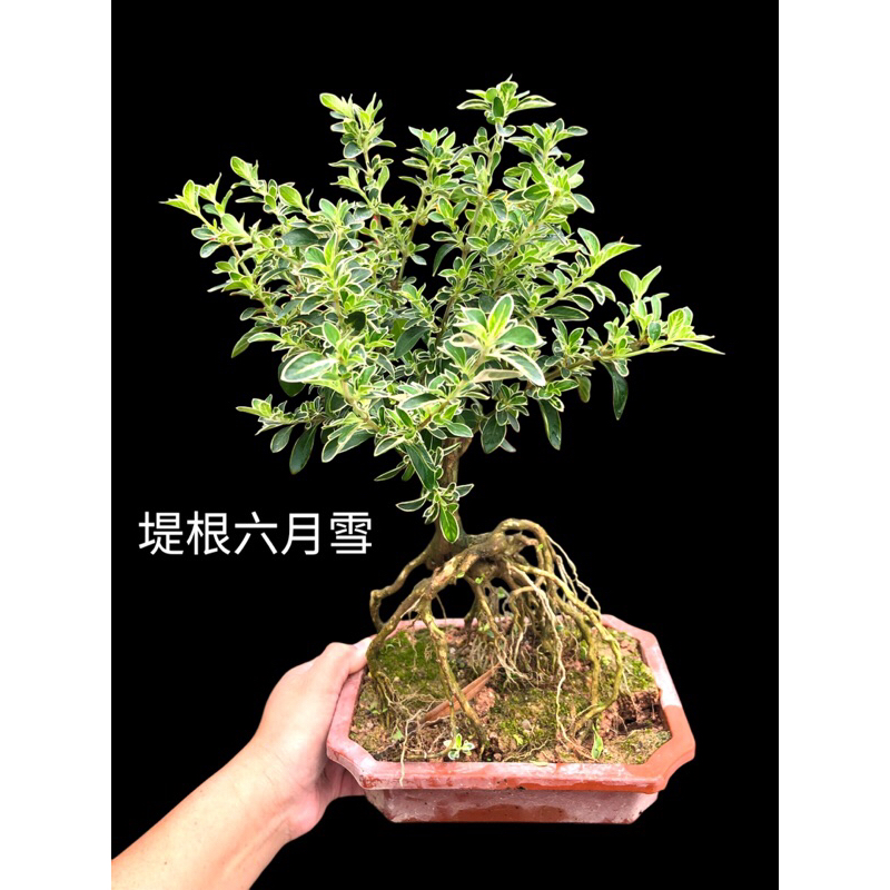 【LSG】 Serissa Japonica Variegated ｜Snowrose| Bonsai ｜堤根六月雪盆景live plant ...