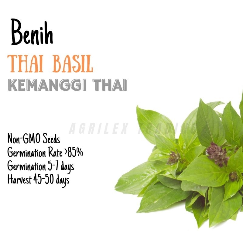 BENIH Daun Kemanggi | Thai Basil Seeds 九层塔籽 种子 | Shopee Malaysia