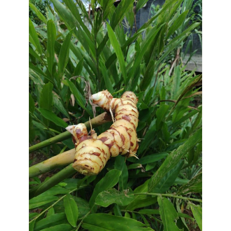LENGKUAS madu/kuning (500g/1kg) | Shopee Malaysia