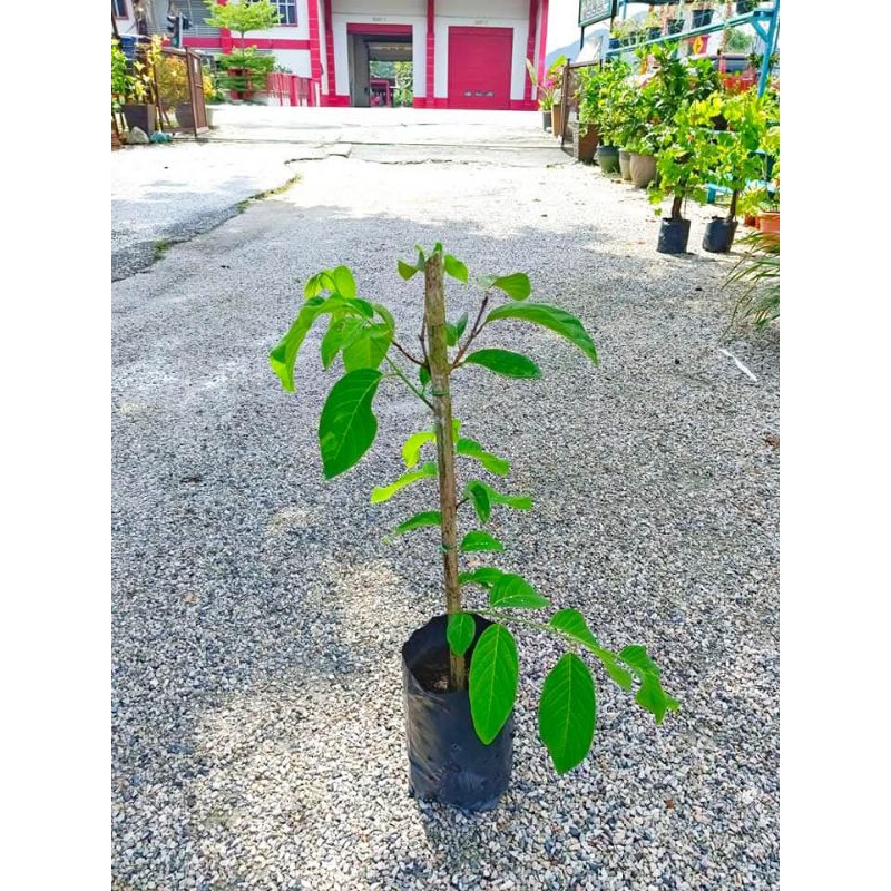 pokok nona taiwan buah besar ( pokok besar ) | Shopee Malaysia