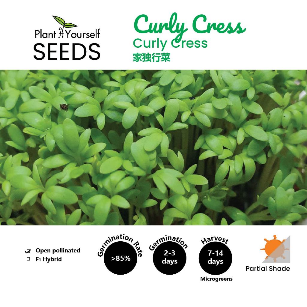 SEEDS Curly Cress / Garden Cress (1.7g | 7g) | Shopee Malaysia