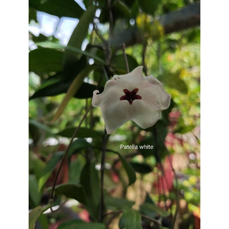 Hoya patella white flower pokok hidup live plants | Shopee Malaysia
