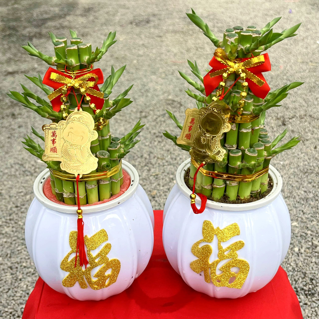 GPS Green Plant Society CNY 2025 Great Growing Bamboo Tower 30cm (White ...