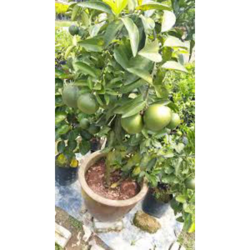 Bali Sunkist(Boleh Tanam Dalam Pasu)Anak Pokok Tut | Shopee Malaysia