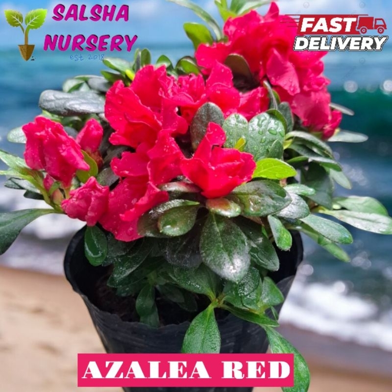 Pokok Bunga Hidup Azalea L size | Shopee Malaysia